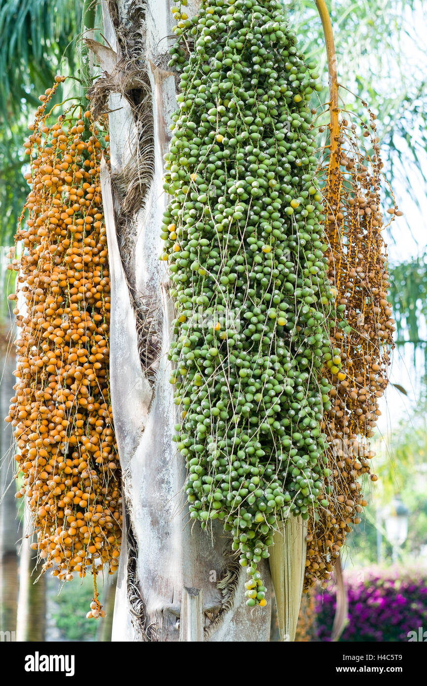 Canariensis hi-res stock photography and images - Alamy