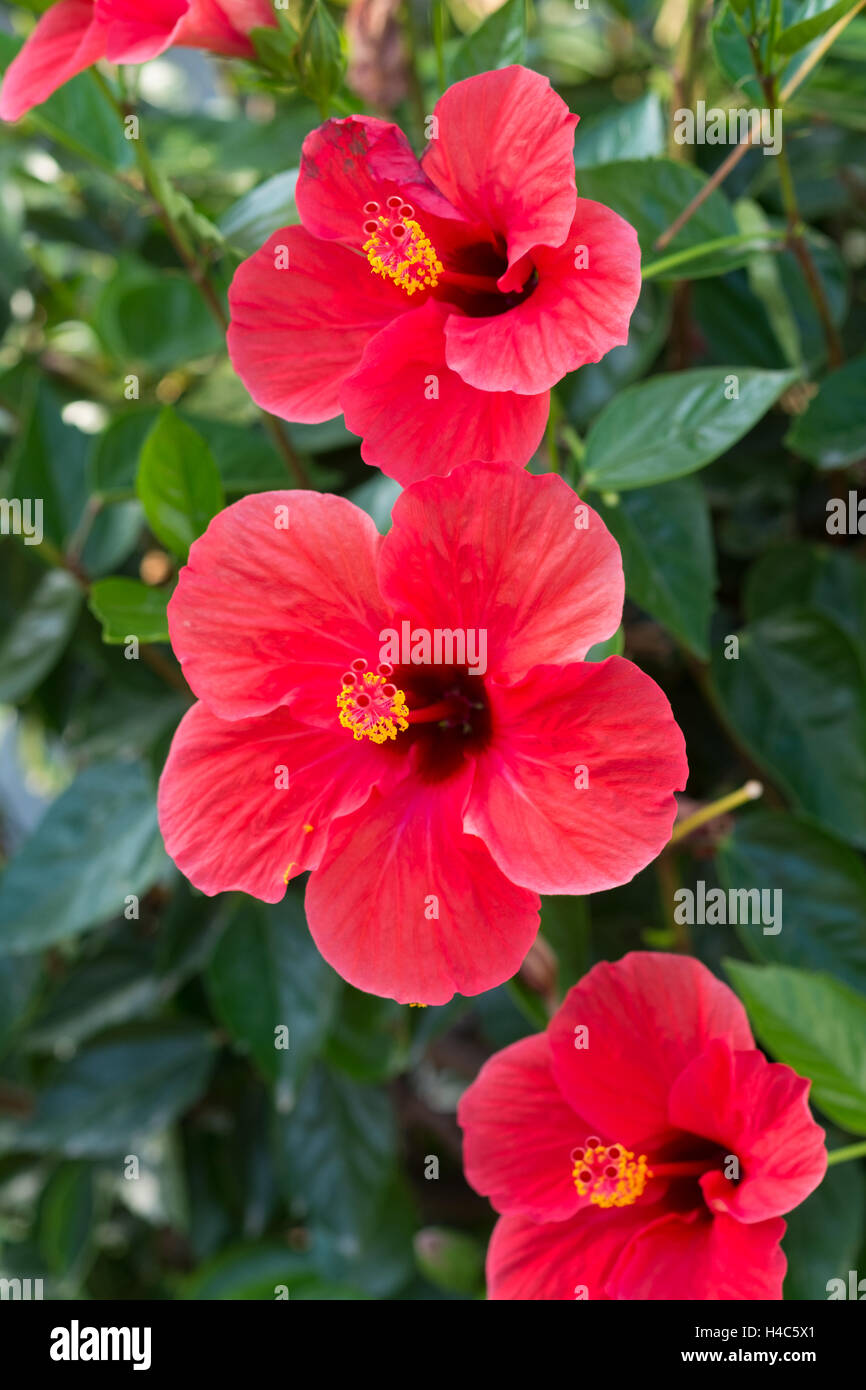 Hd Hawaiian Hibiscus