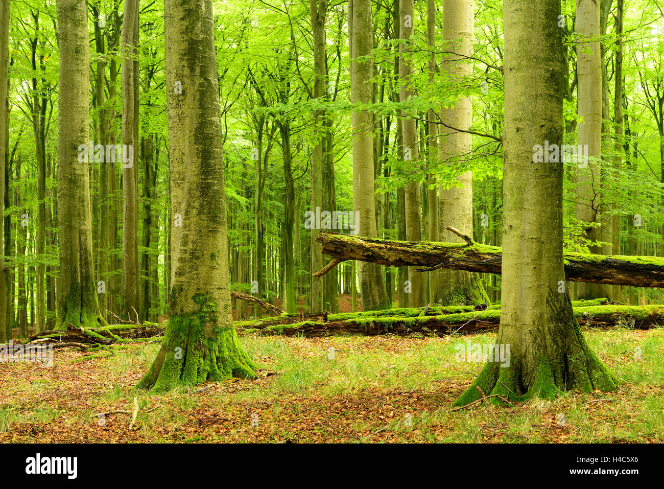Beech forest summer deadwood hi-res stock photography and images - Alamy