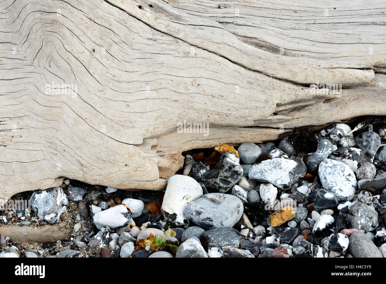 Driftwood and flint stone debris on the beach, detail, National Park ...