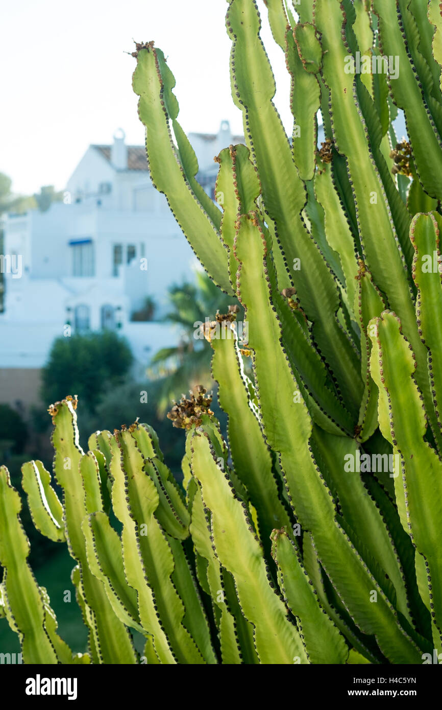 Grooving In Spanish at Paul Nichols blog