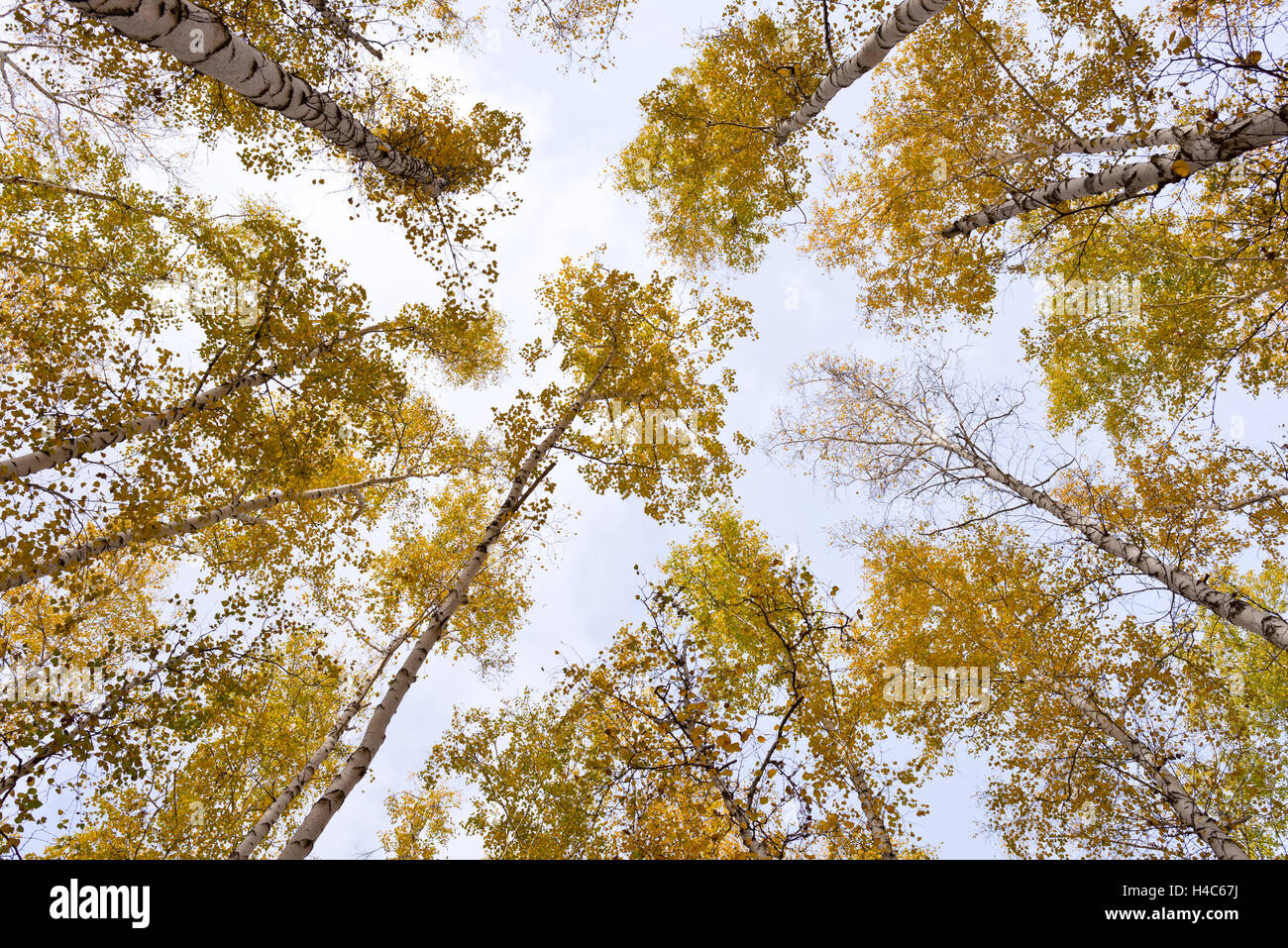 looking up in autumn forest Stock Photo - Alamy