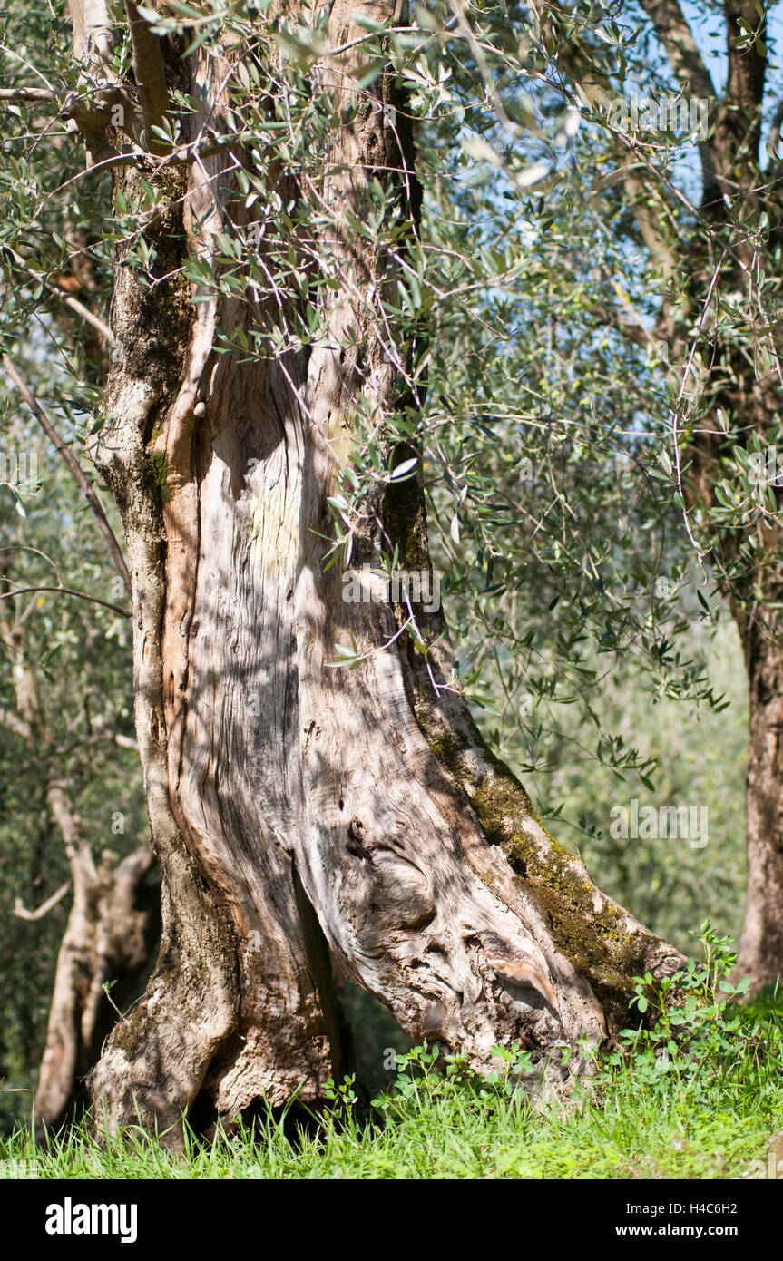 trunk of an olive tree Stock Photo - Alamy