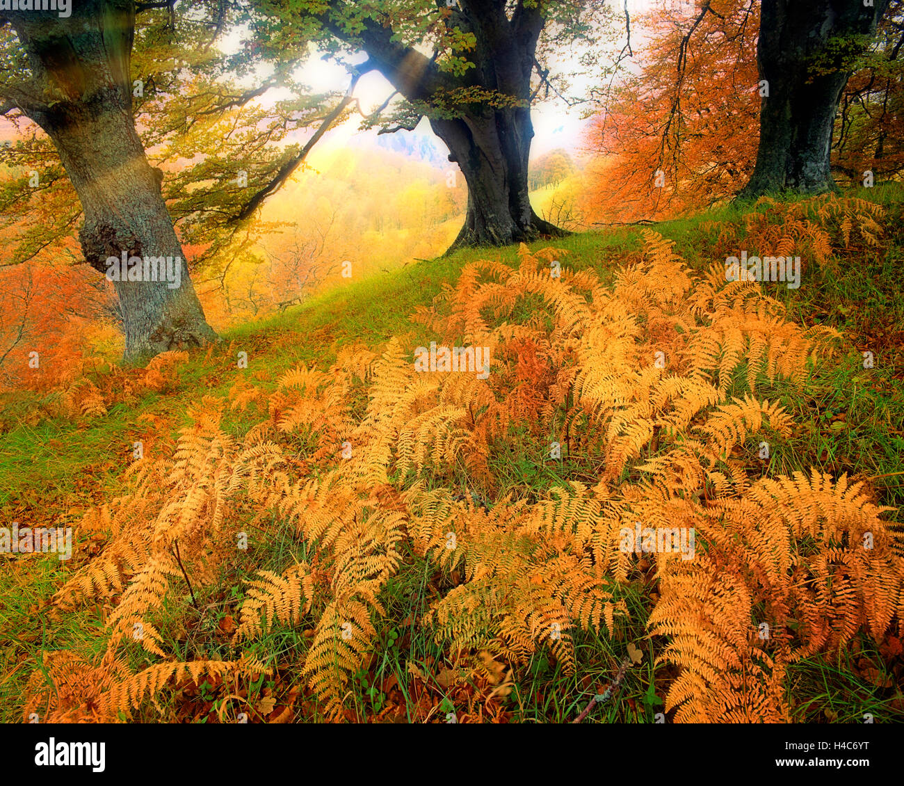 GB - SCOTLAND: Atumn Trees & Ferns in Tayside Stock Photo - Alamy
