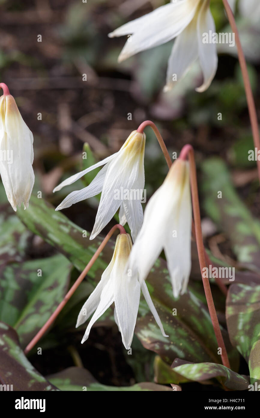 Erythronium caucasicum hi-res stock photography and images - Alamy