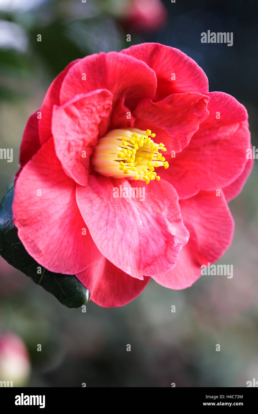 Red Camellia Flower Stock Photos & Red Camellia Flower Stock Images - Alamy