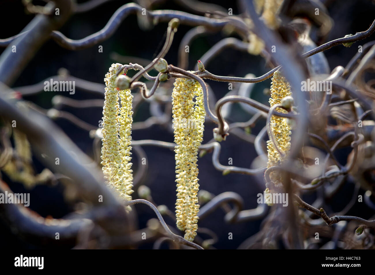 Corylus avellana 'Contorta' (Corkscrew Hazel' Stock Photo - Alamy
