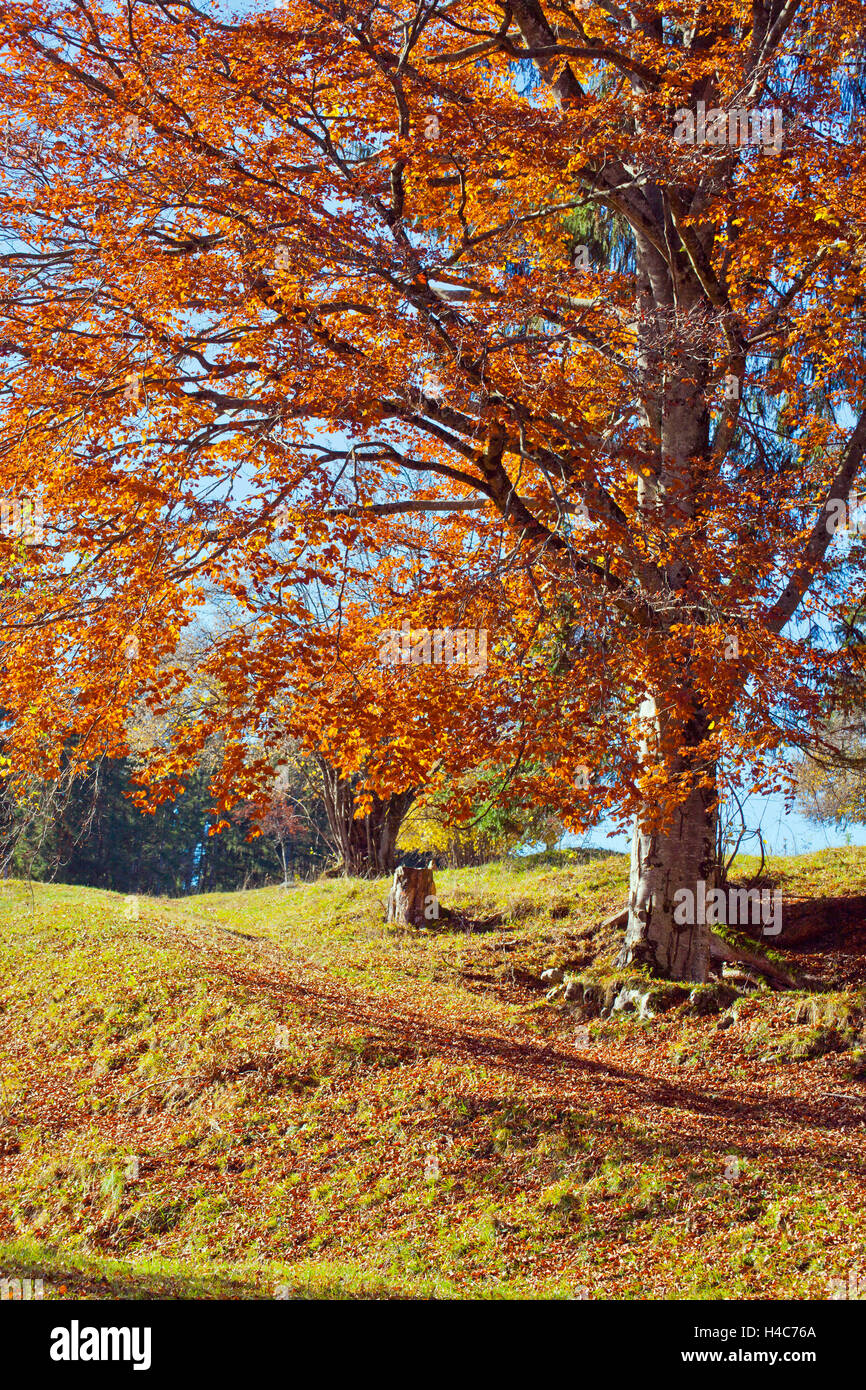beech in autumn Stock Photo - Alamy