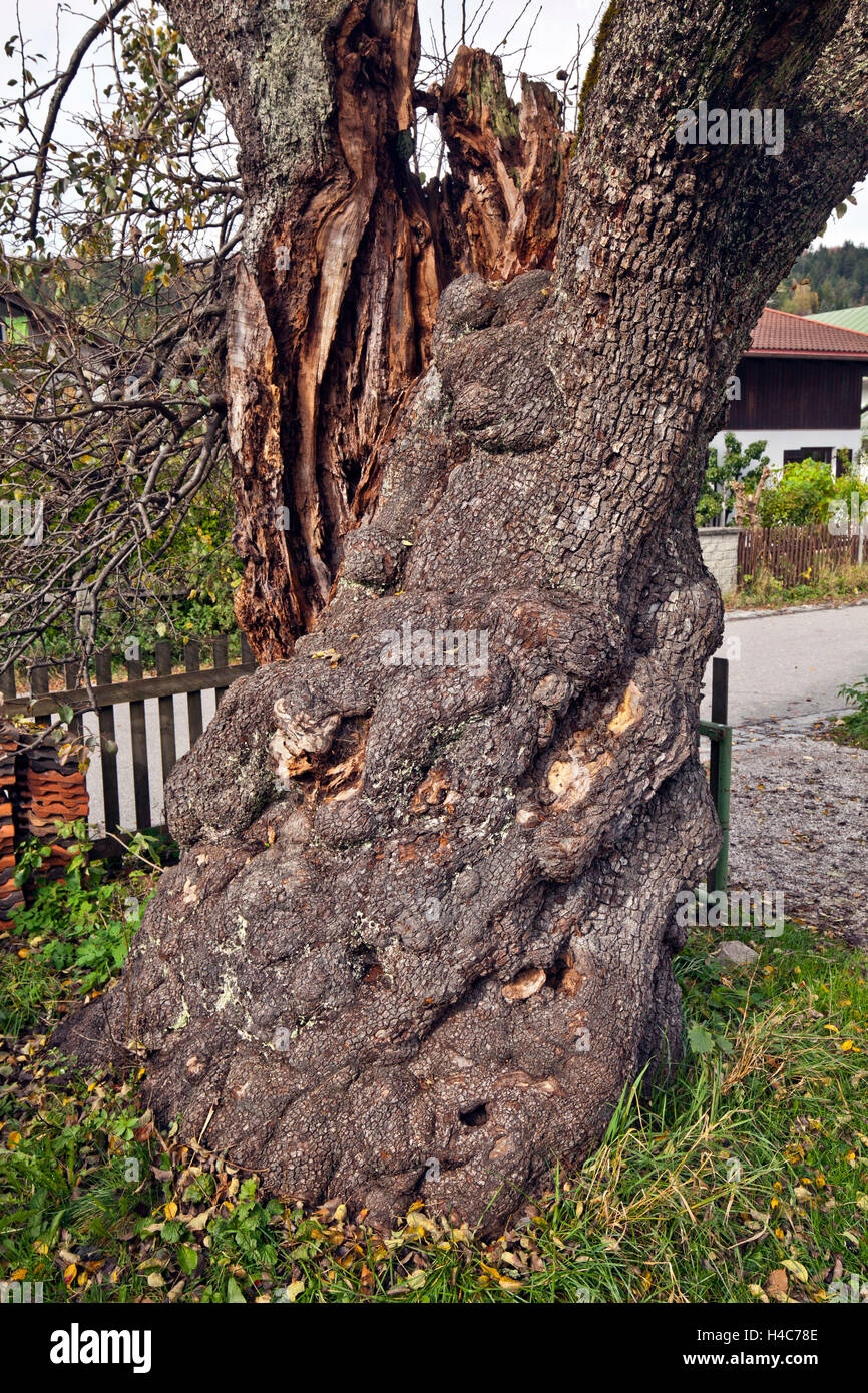 Ancient pear hi-res stock photography and images - Alamy