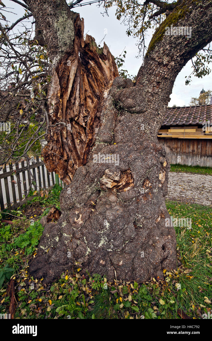 Ancient pear hi-res stock photography and images - Alamy