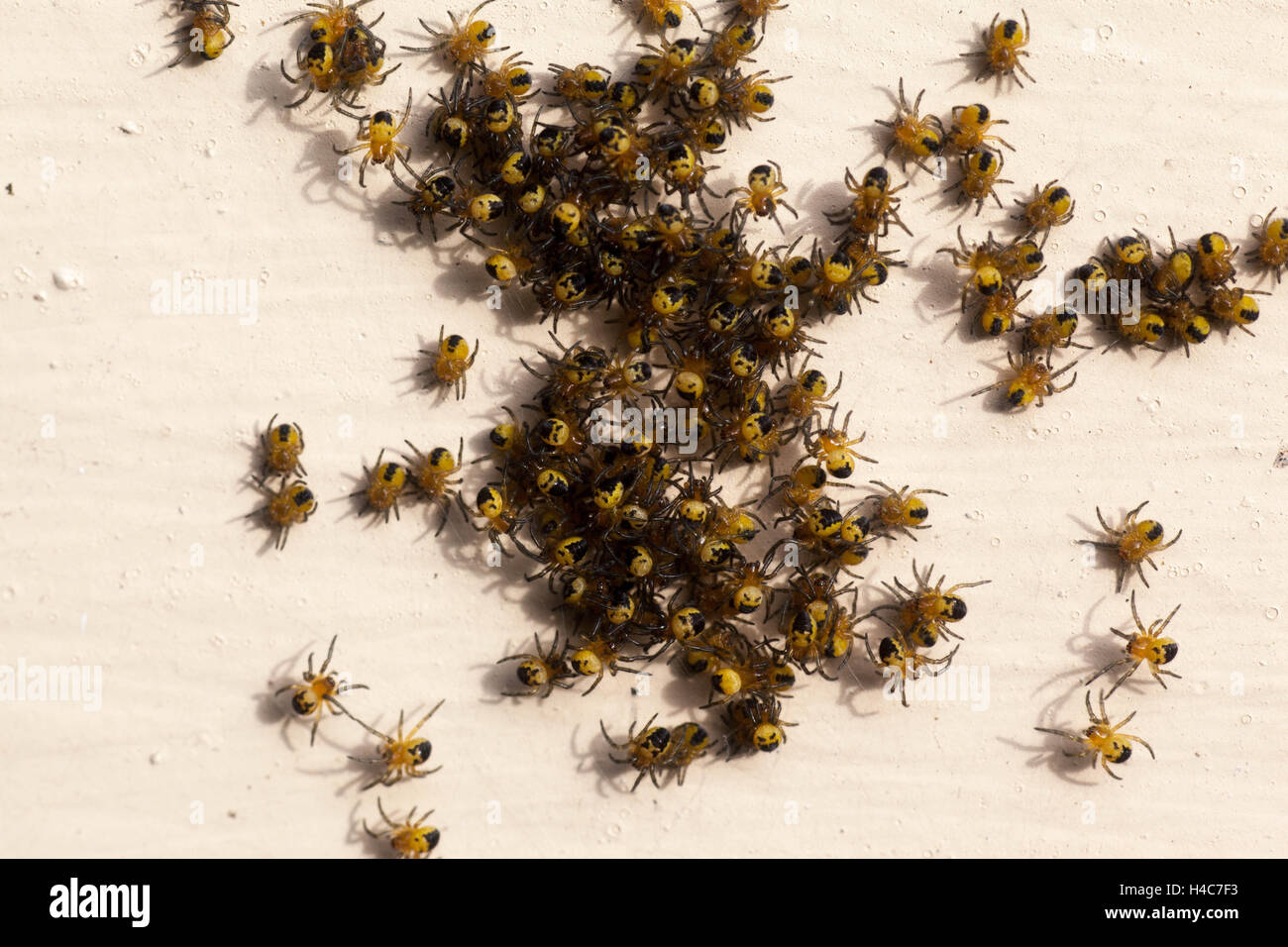Explosion of spiders hi-res stock photography and images - Alamy