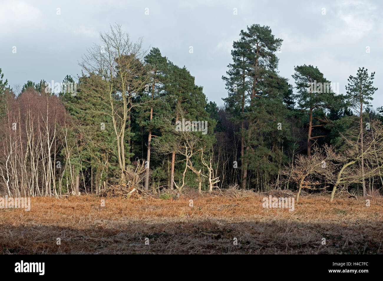 Rendlesham forest Suffolk UK Stock Photo - Alamy