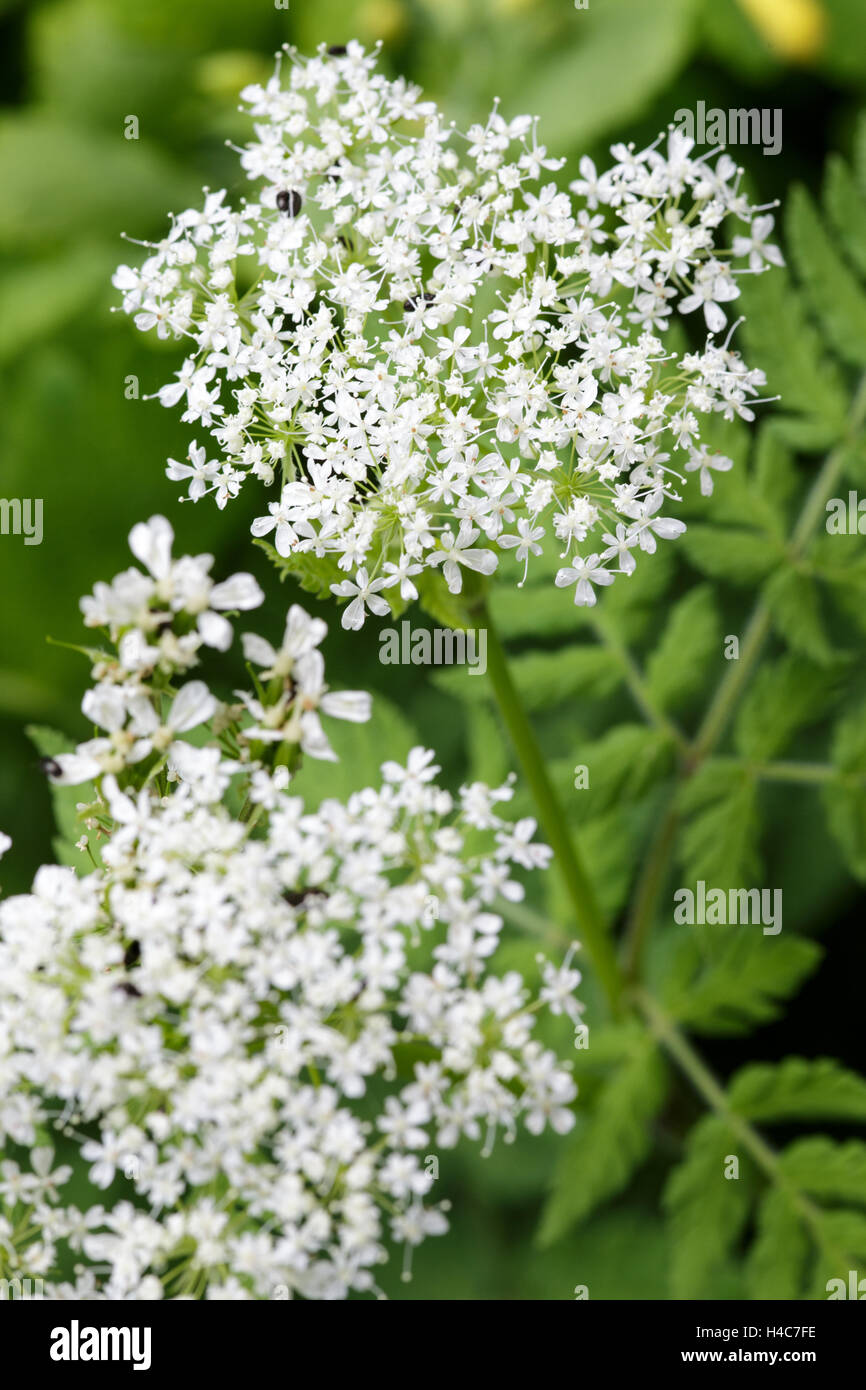 Chervil plant hi-res stock photography and images - Alamy