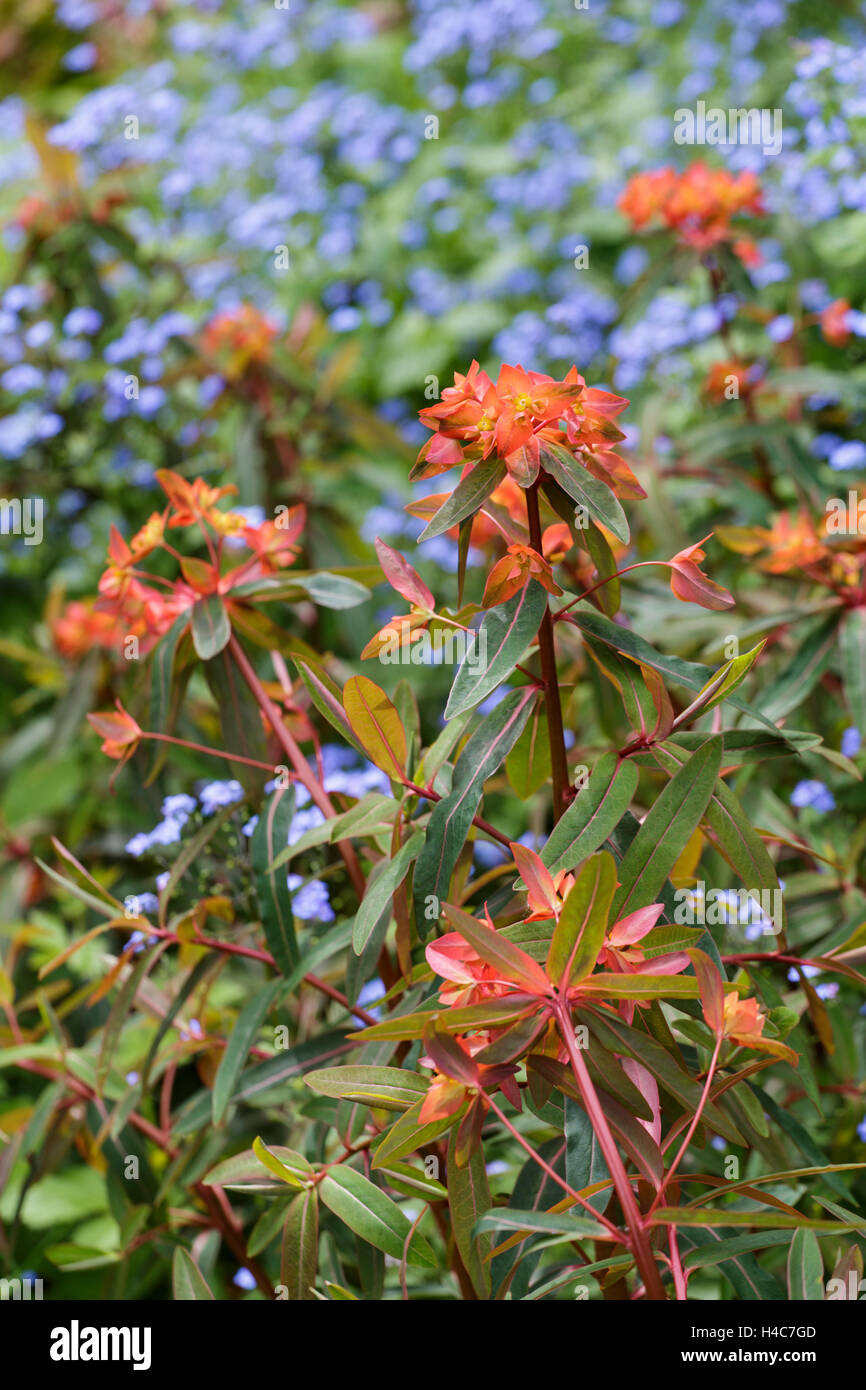 Euphorbia fireglow flower hi-res stock photography and images - Alamy