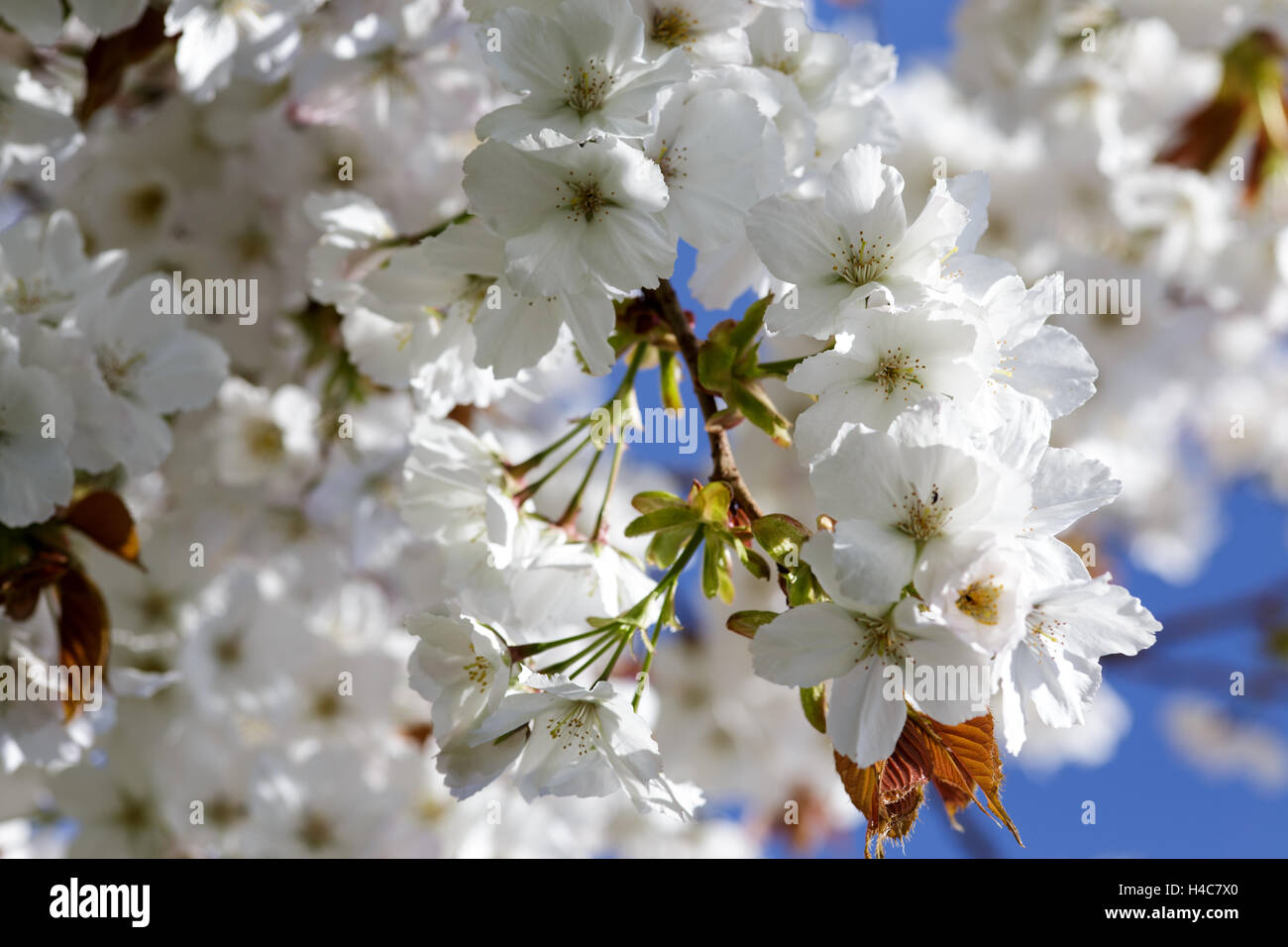 Prunus taihaku blossom hi-res stock photography and images - Alamy