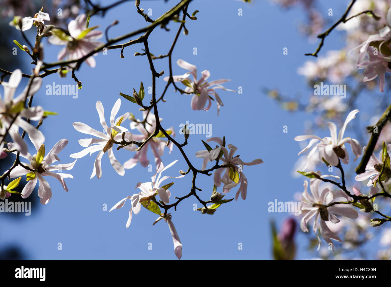 Magnolia x loebneri 'Leonard Messel' Stock Photo - Alamy