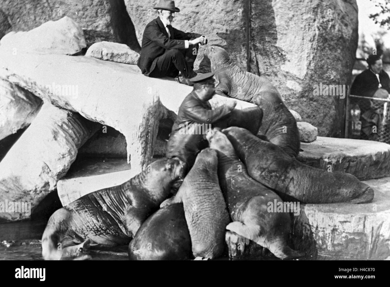 Der deutsche Tierhändler und Zoodirektor Carl Hagenbeck, Deutschland ...