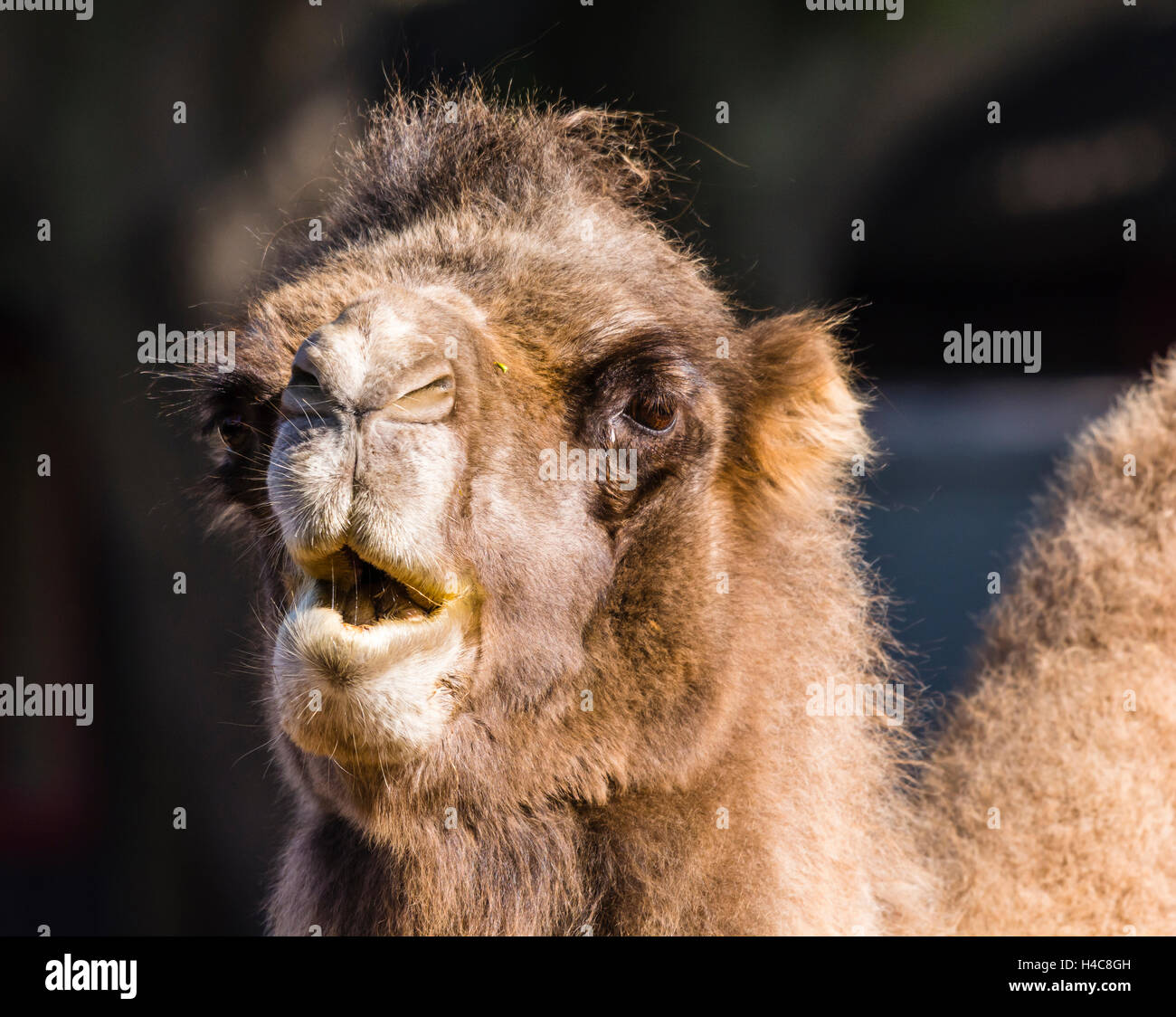 Camel captured chewing food in the sunlight, London, UK Stock Photo - Alamy