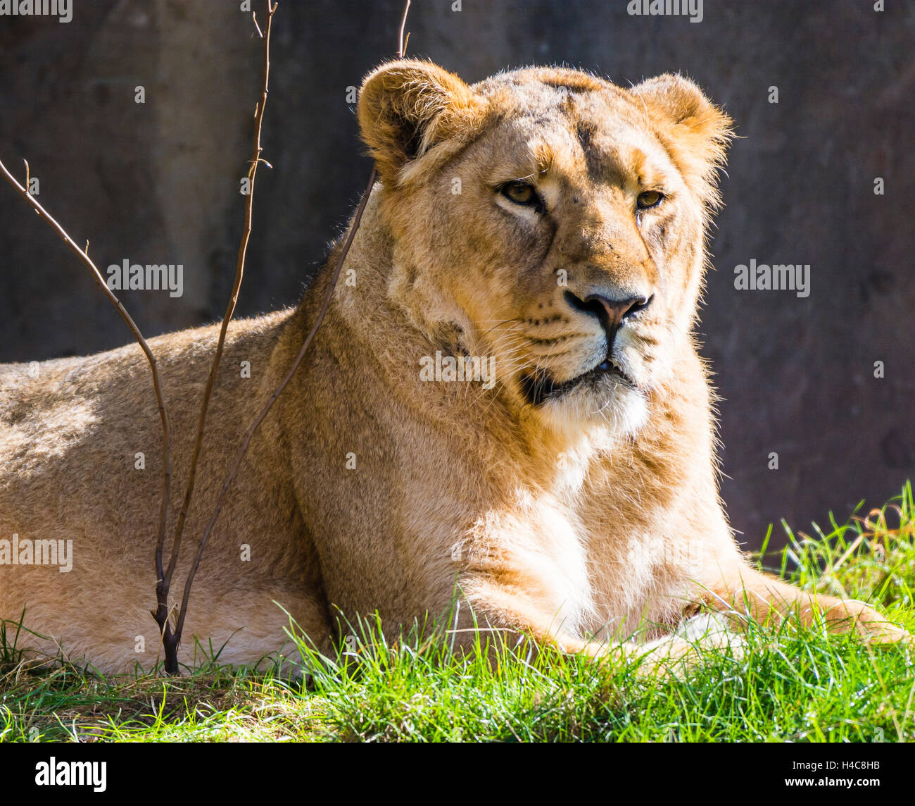 Female Asiatic Lion captured in the sun in London, UK Stock Photo - Alamy