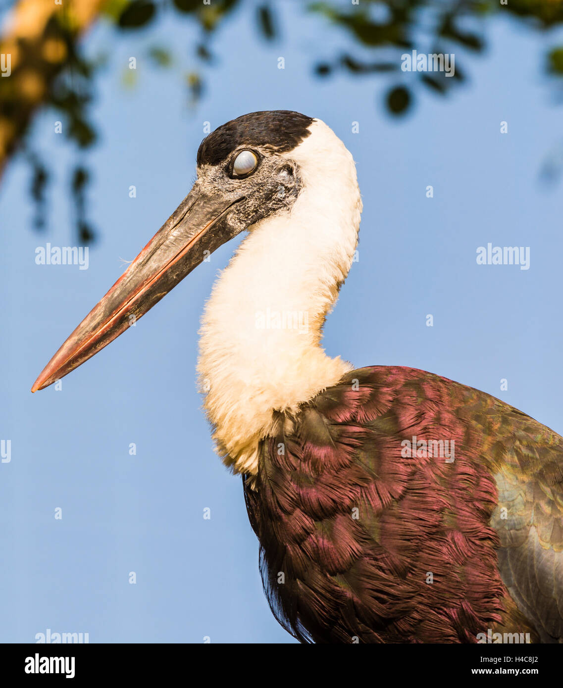 Wool necked stork hi-res stock photography and images - Alamy