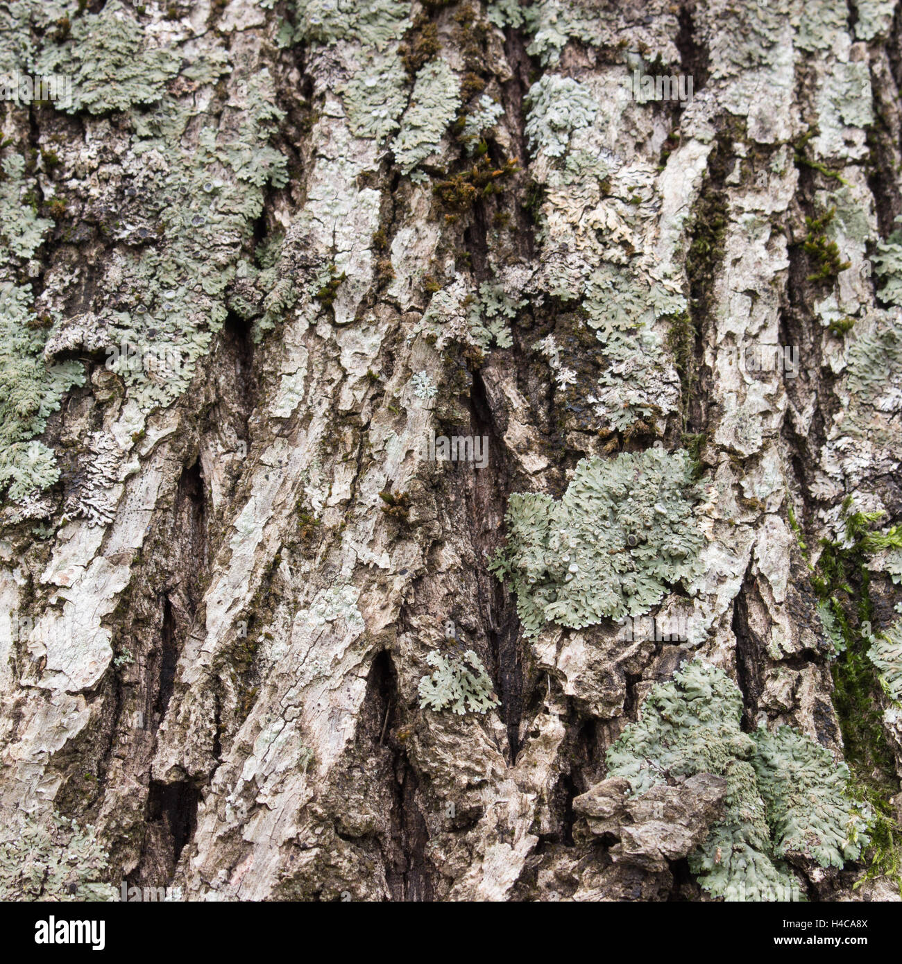 Texture (background) shot of brown tree bark, filling the frame Stock ...
