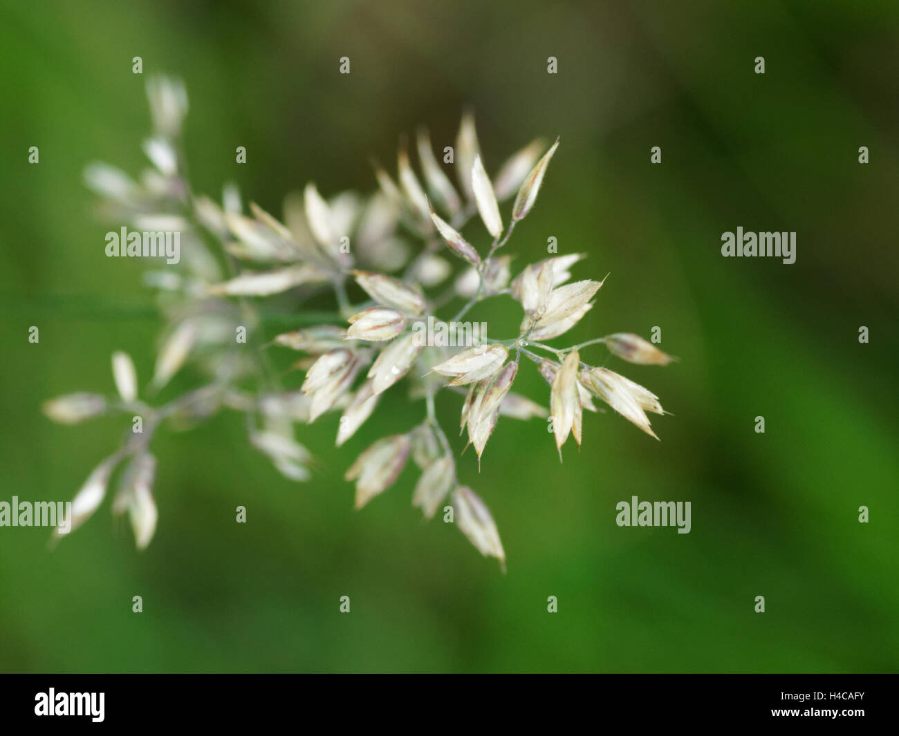Racemose inflorescence hi-res stock photography and images - Alamy
