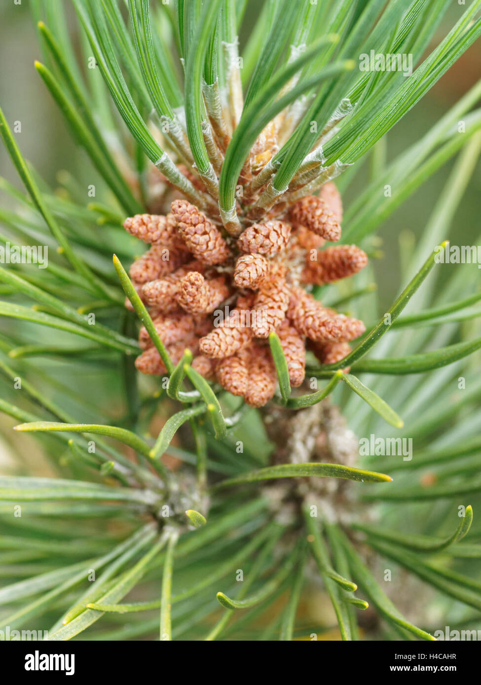 mountain pine, mugo pine Pinus uncinata, Pinus mugo ssp, Alps Stock ...