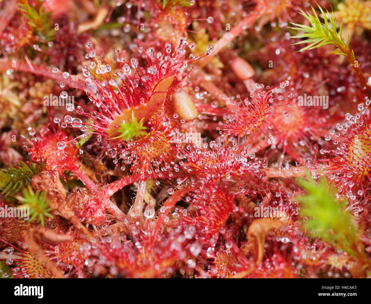 Drosera flower hi-res stock photography and images - Alamy