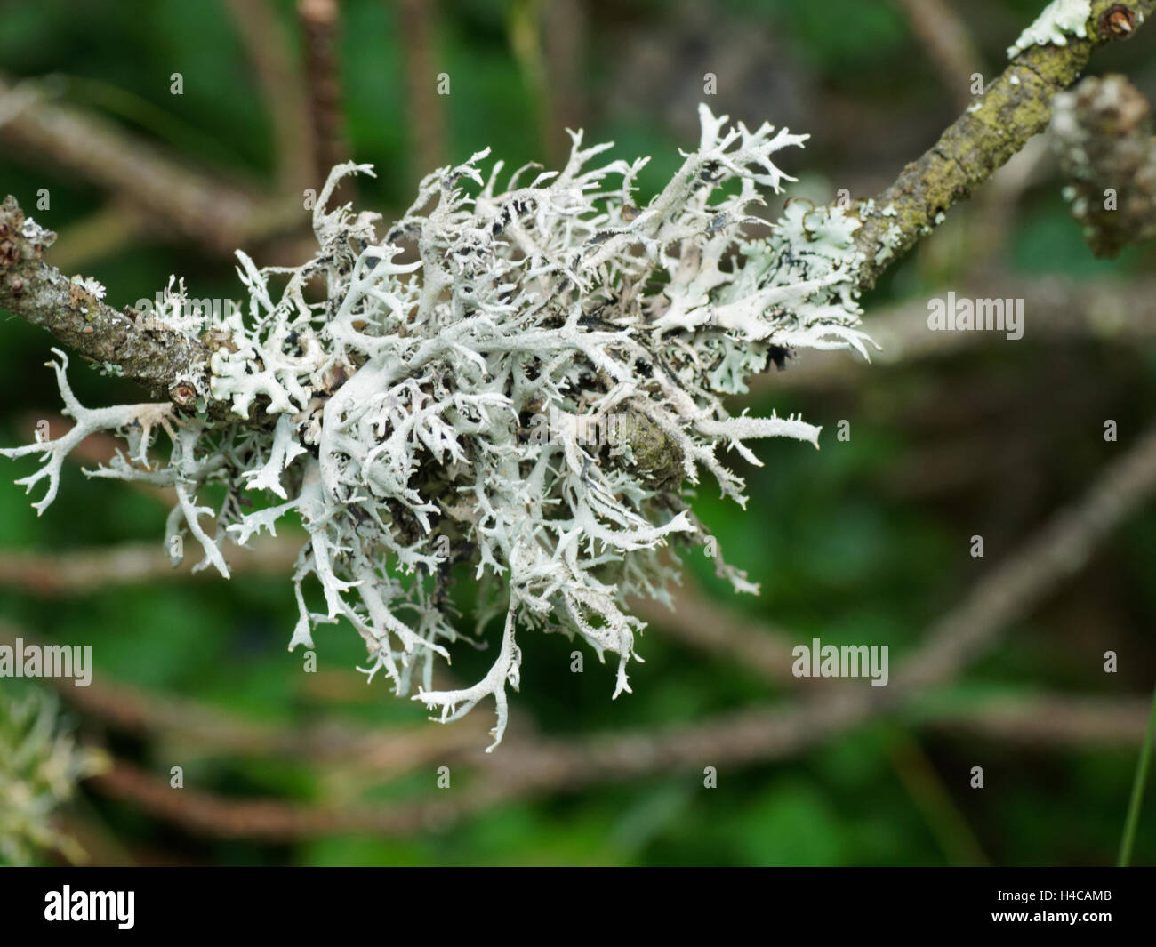 Lichen ramalina fastigiata hi-res stock photography and images - Alamy