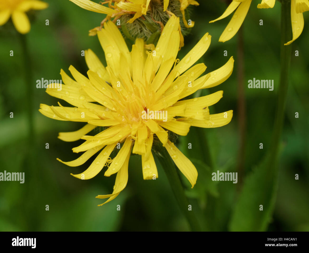 crepis aurea, Alps, France Stock Photo - Alamy