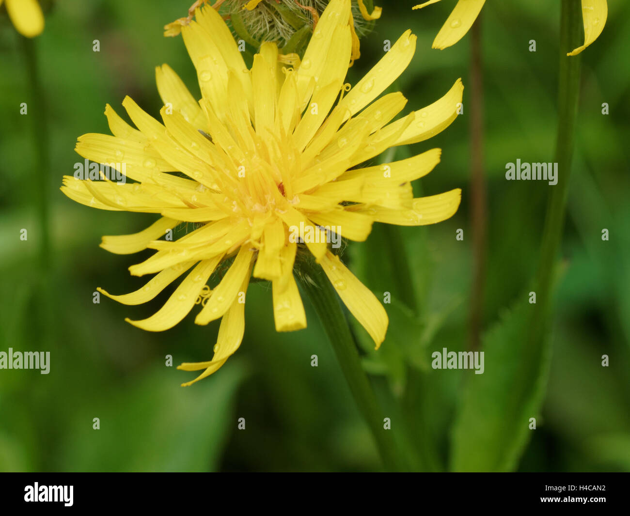 Crepis aurea hi-res stock photography and images - Alamy