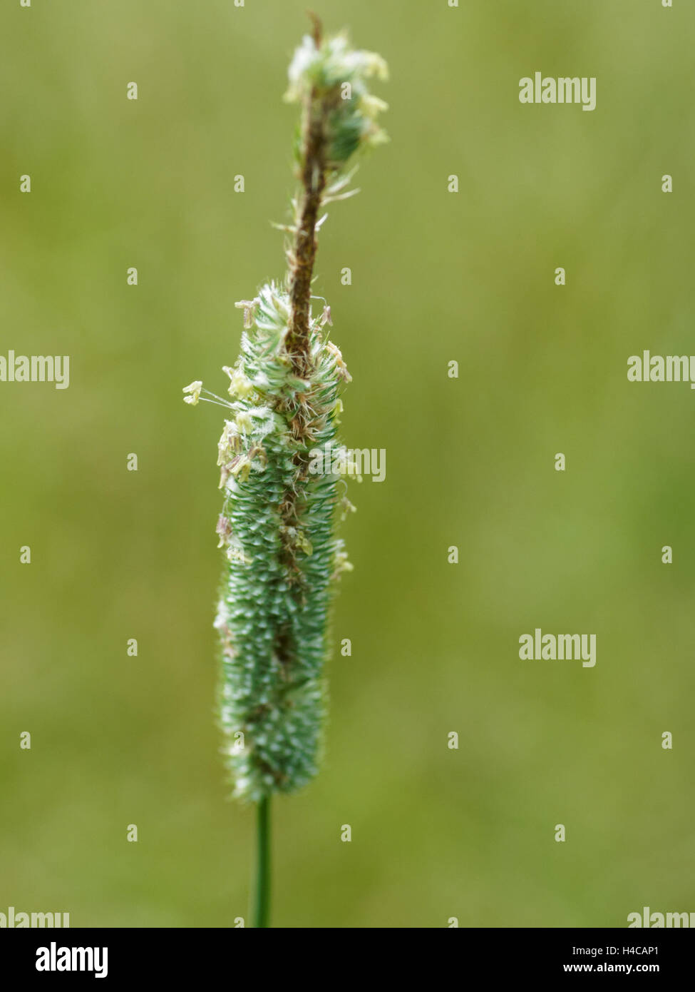Medicinal plant Bistrot, bistort, snake root, Polygonum bistorta, Alps ...