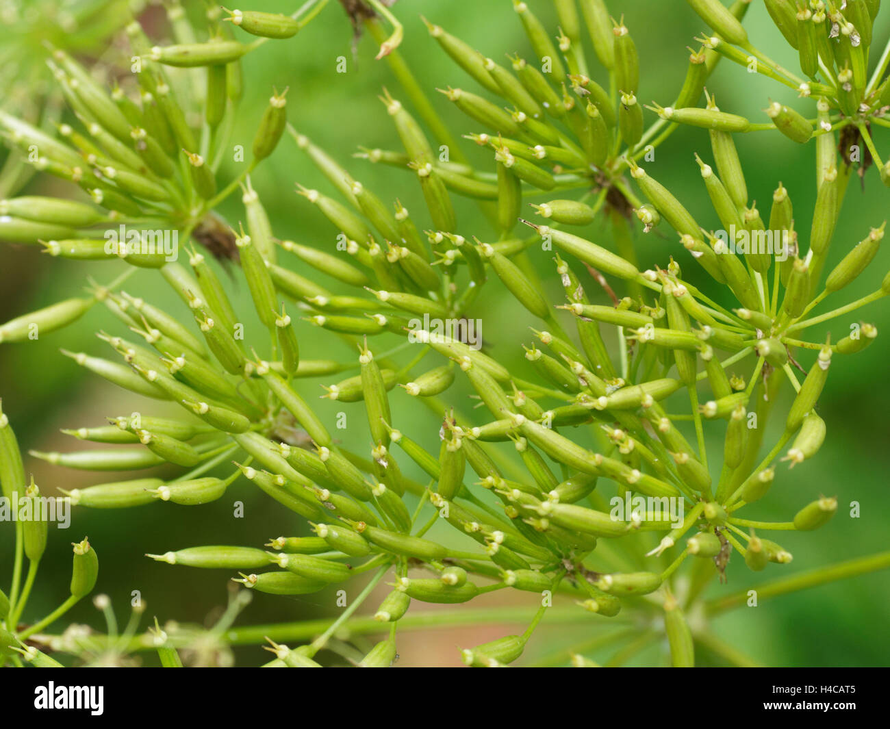 Spignel, meum athamanticum, Alps, France Stock Photo - Alamy