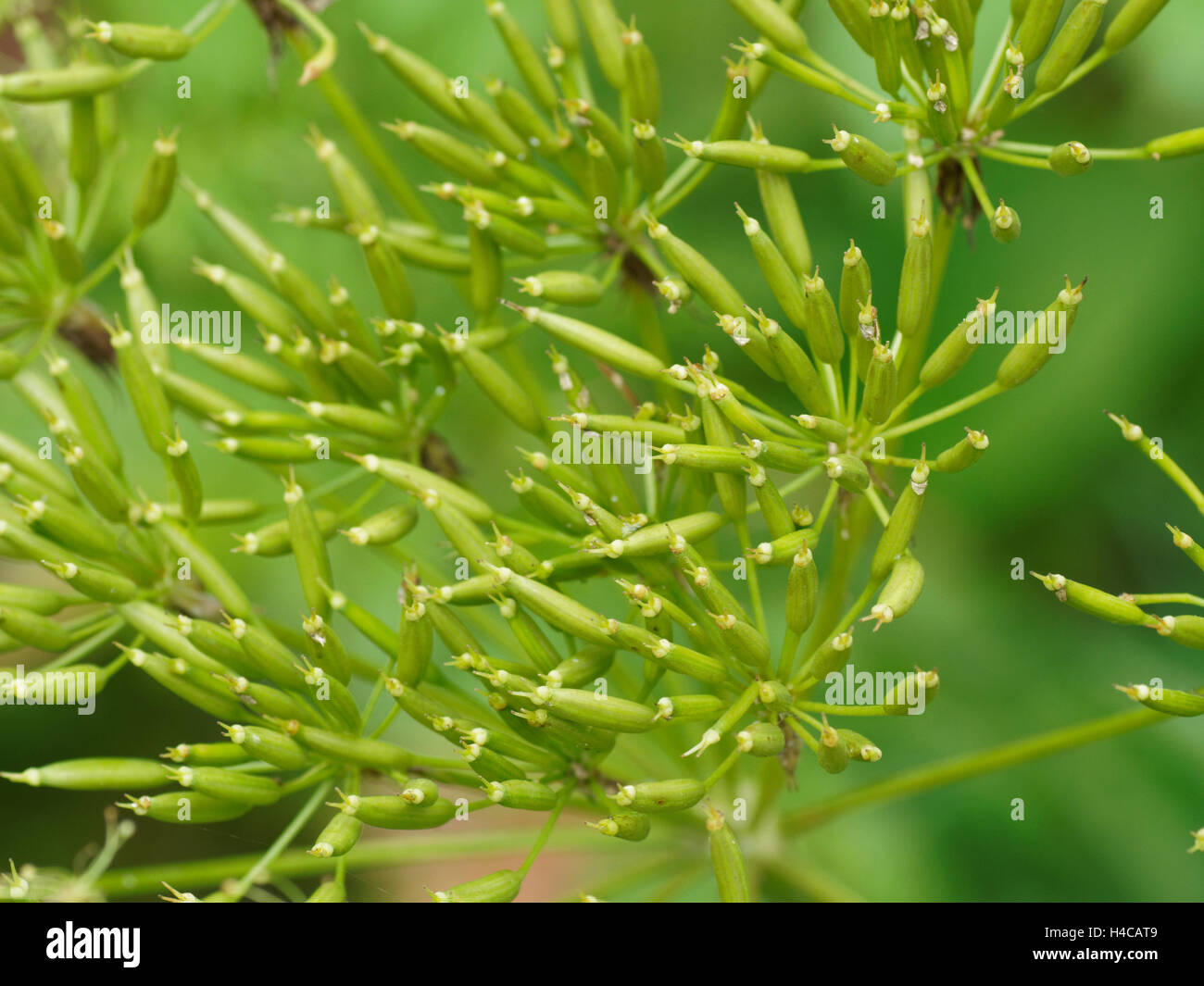 Spignel hi-res stock photography and images - Alamy