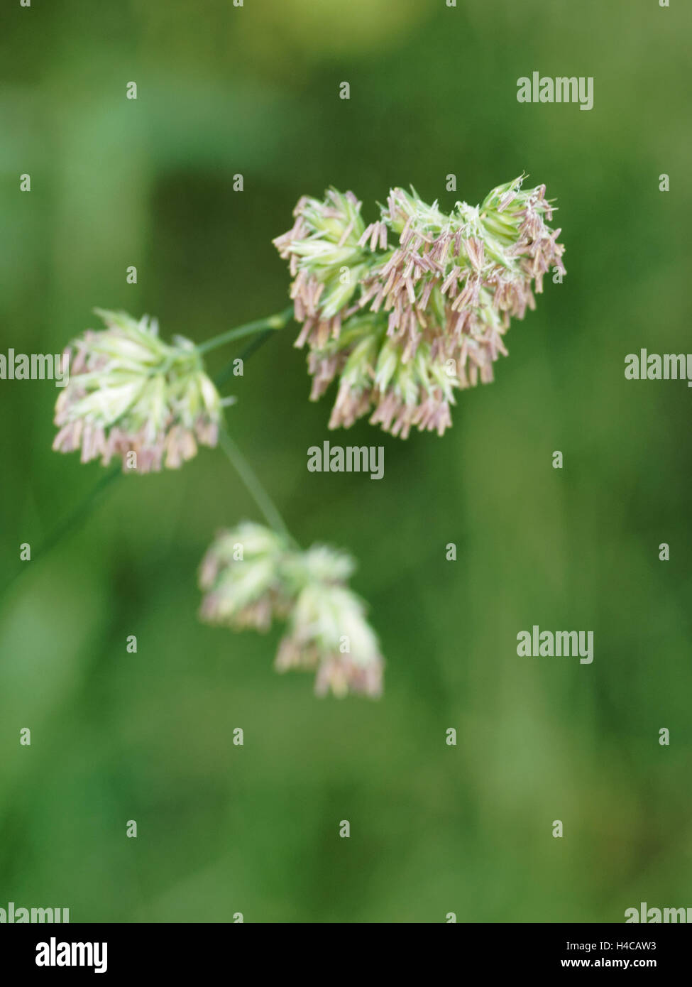 Juncus glomeratus, Bog rush, Alps, France Stock Photo - Alamy