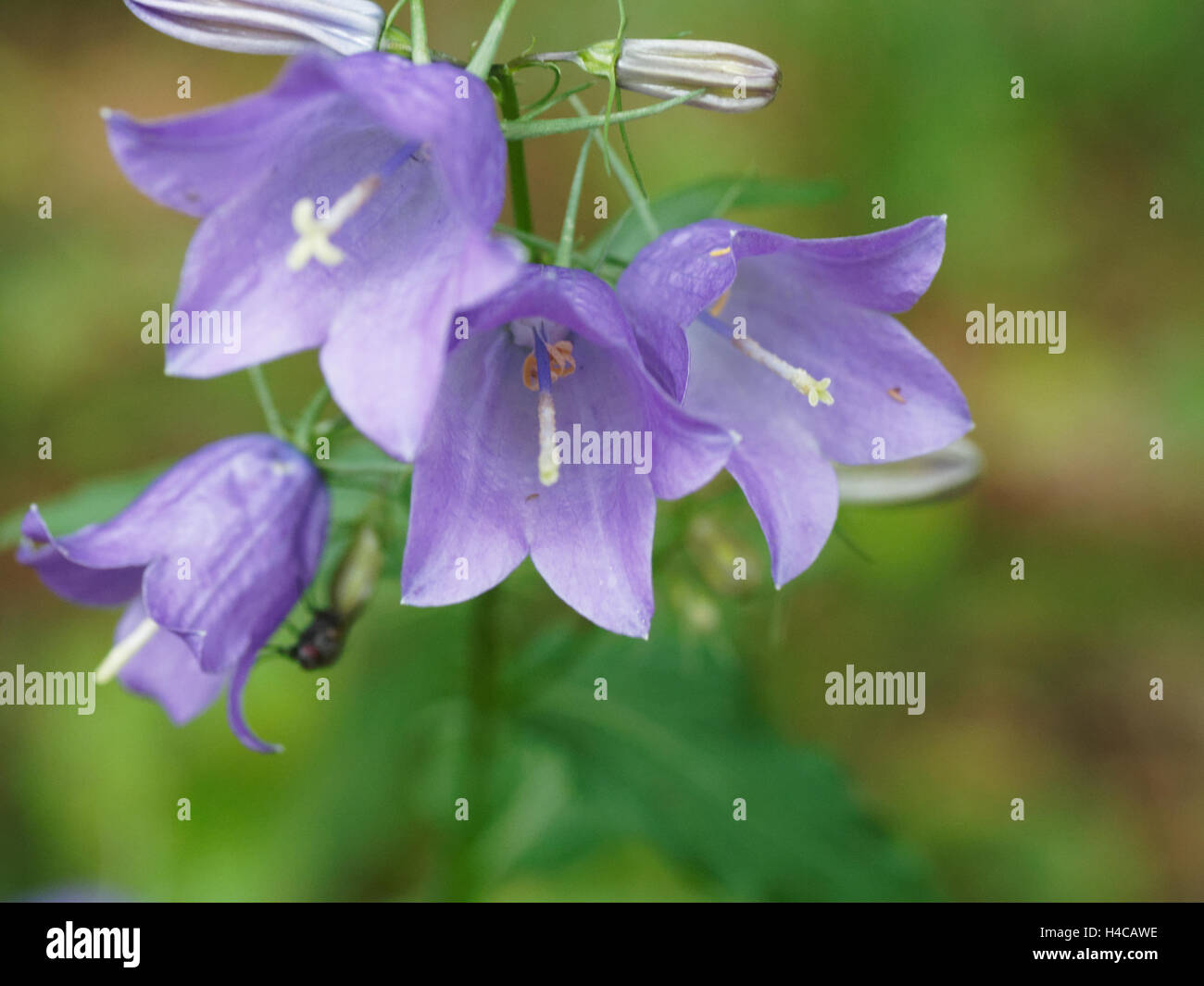 Scottish bluebell hi-res stock photography and images - Alamy