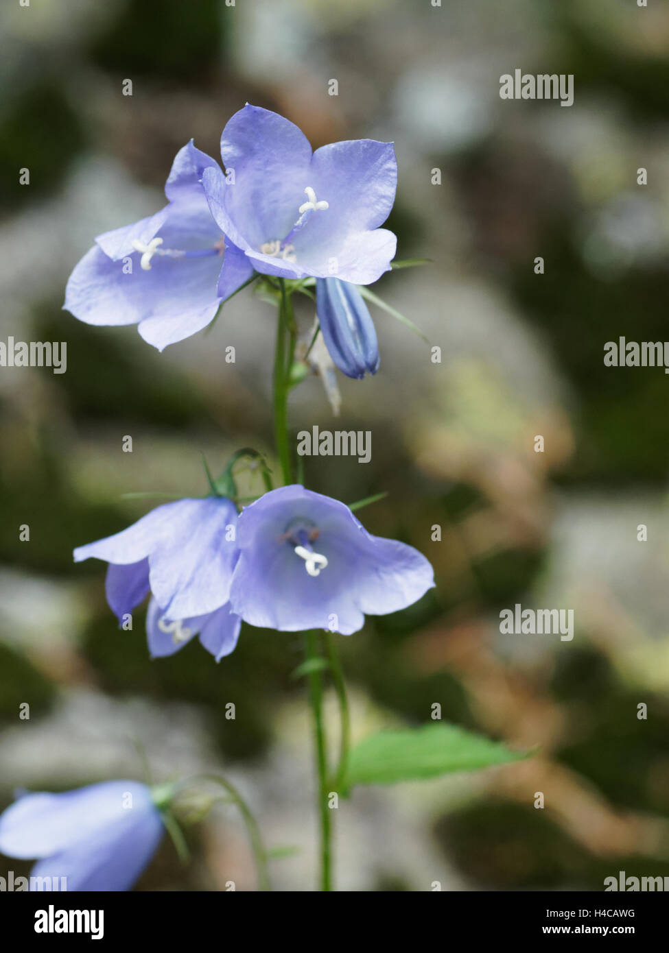 Scottish bluebell hi-res stock photography and images - Alamy