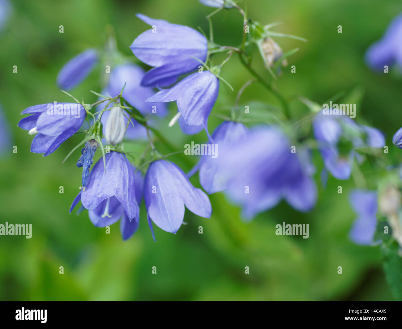 Campanula rotundifolia or Scottish bluebell in the mountains, Alps ...