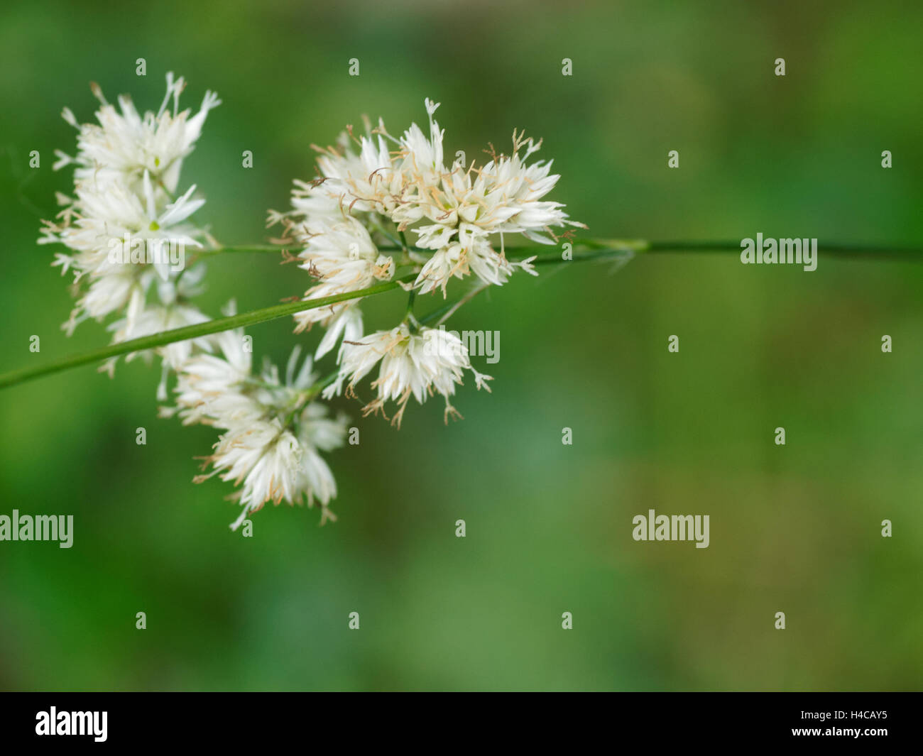 Juncus glomeratus, Bog rush, Alps, France Stock Photo - Alamy