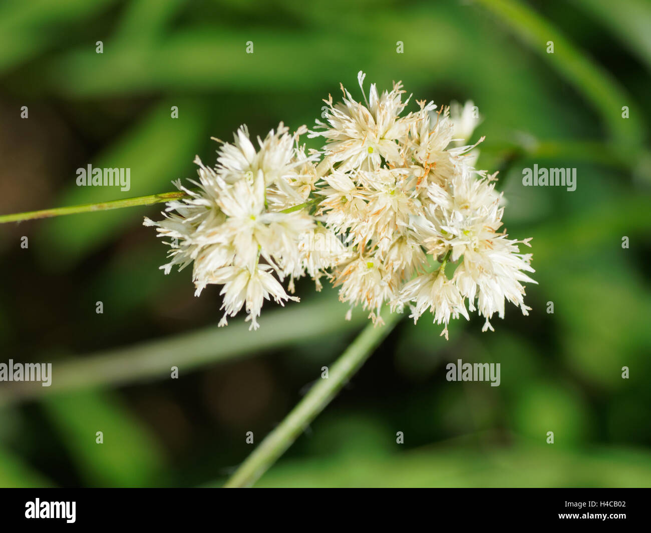 Juncus glomeratus, Bog rush, Alps, France Stock Photo - Alamy