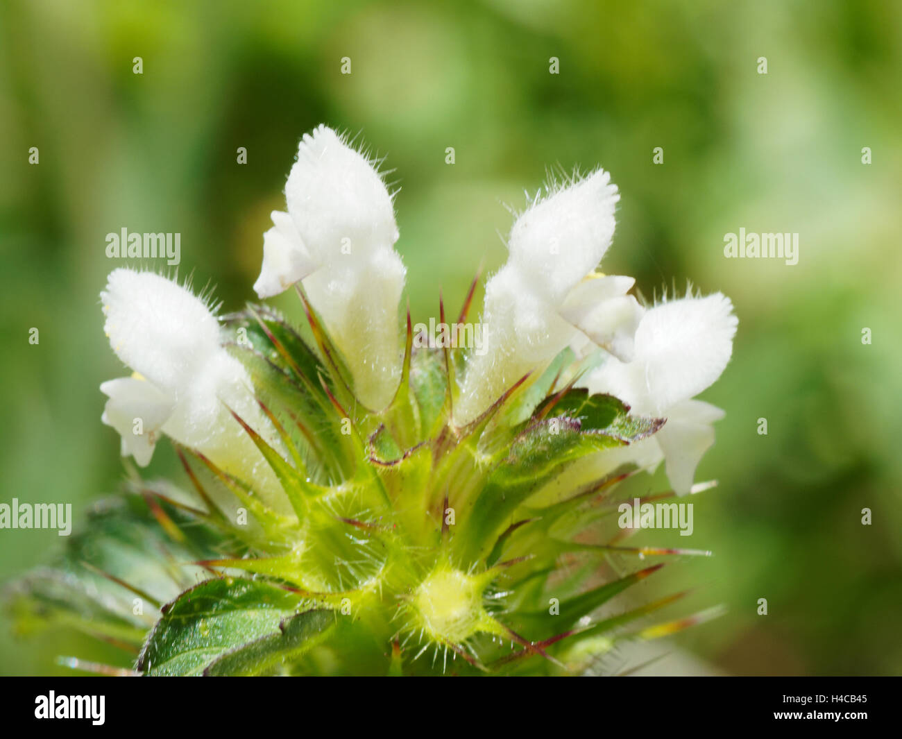 Sideritis Stock Photos & Sideritis Stock Images - Alamy
