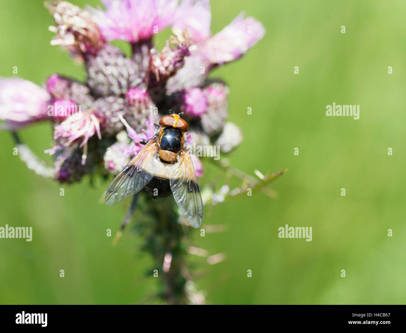 Marsh thistle, Cirsium palustre, Alps, France Stock Photo - Alamy