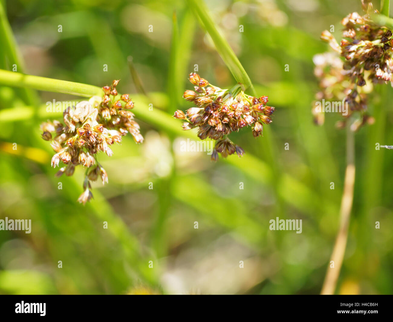 Bog rush juncus hi-res stock photography and images - Alamy