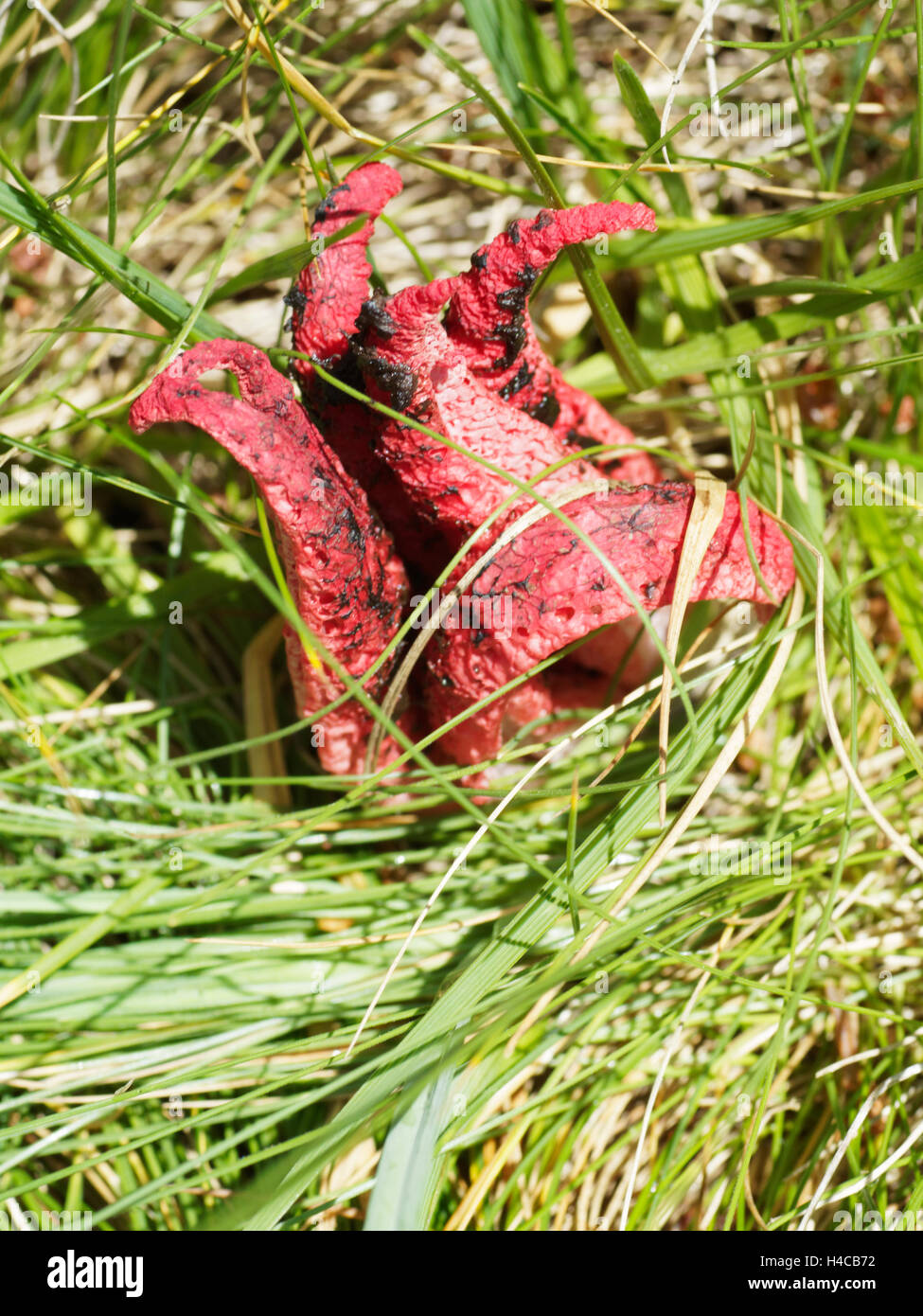 Octopus stinkhorn hi-res stock photography and images - Alamy