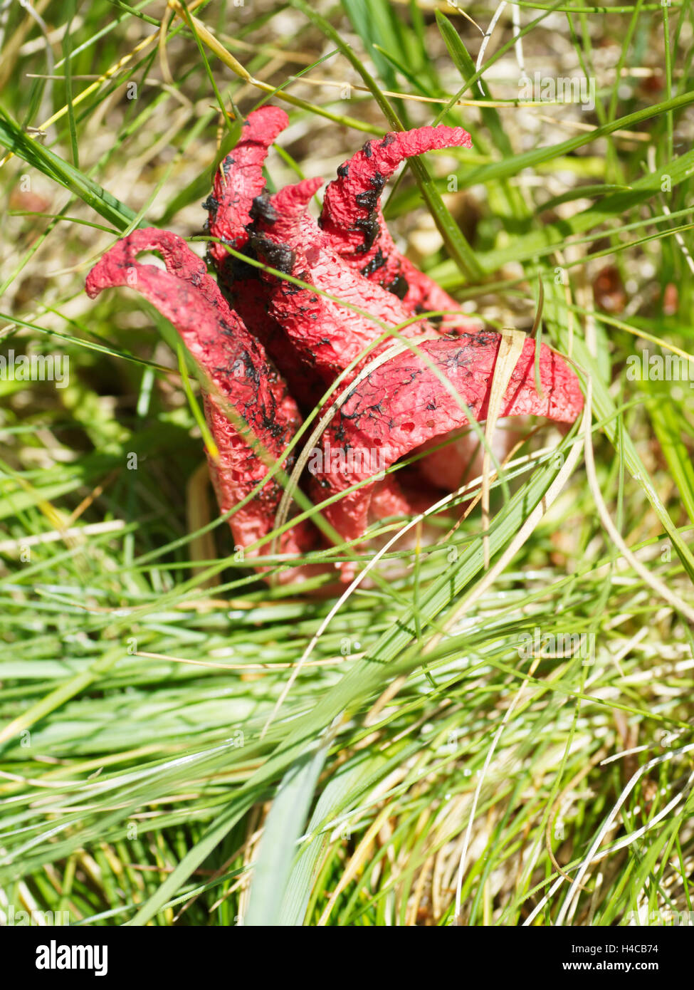 Octopus stinkhorn hi-res stock photography and images - Alamy