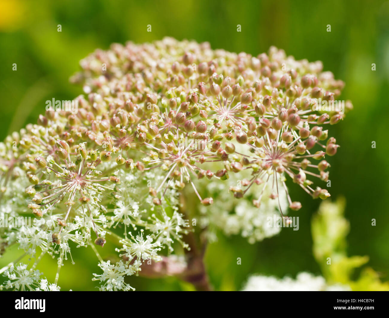 Spignel hi-res stock photography and images - Alamy