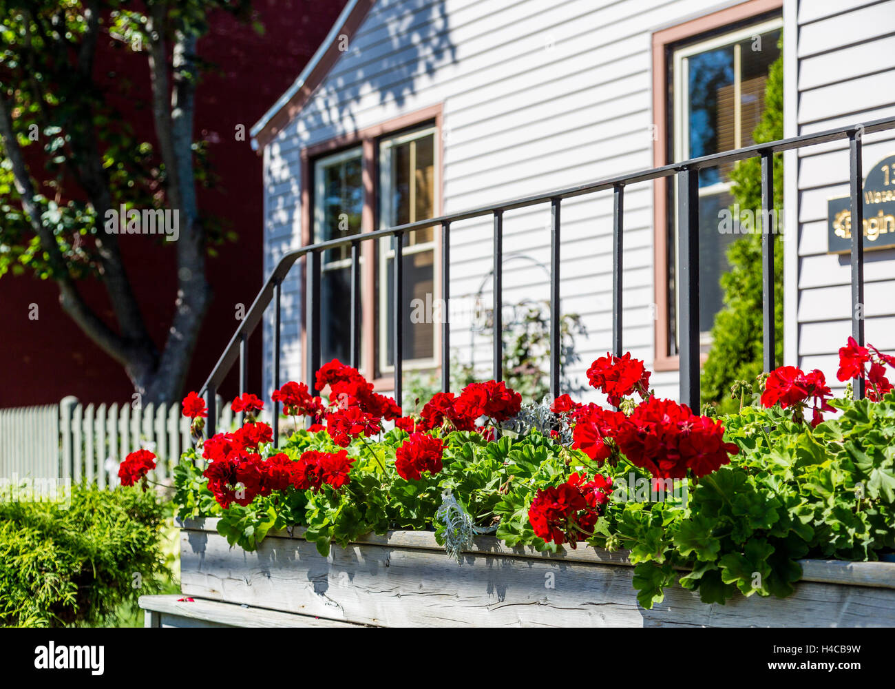 Geraniums in Flower Box on White house Stock Photo - Alamy
