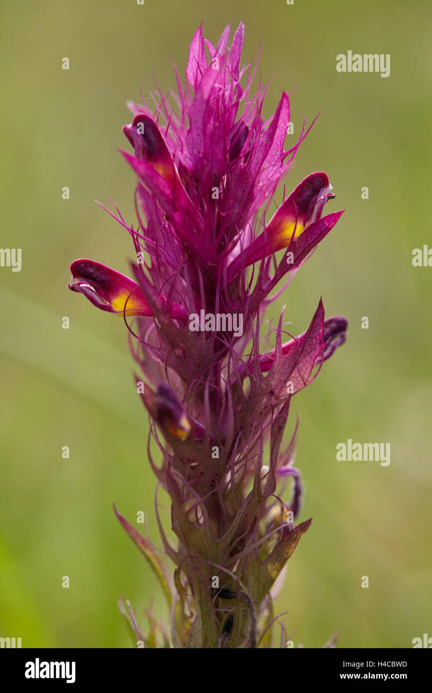 common cow-wheat, Melampyrum arvense Stock Photo - Alamy