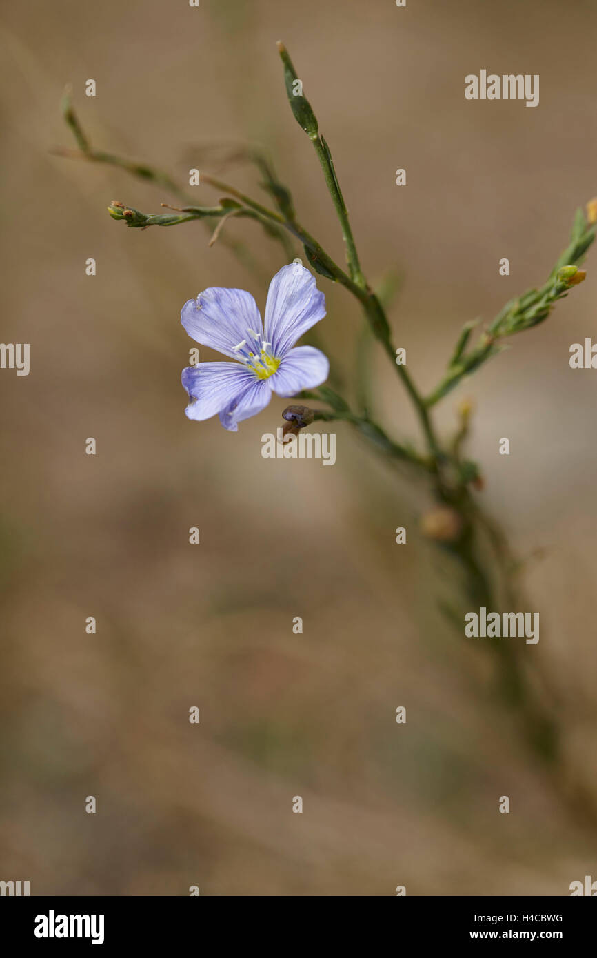 Common flax or common Lein, Linum usitatissimum Stock Photo - Alamy