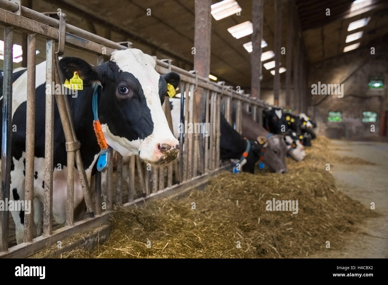 Cow in cowshed hi-res stock photography and images - Alamy